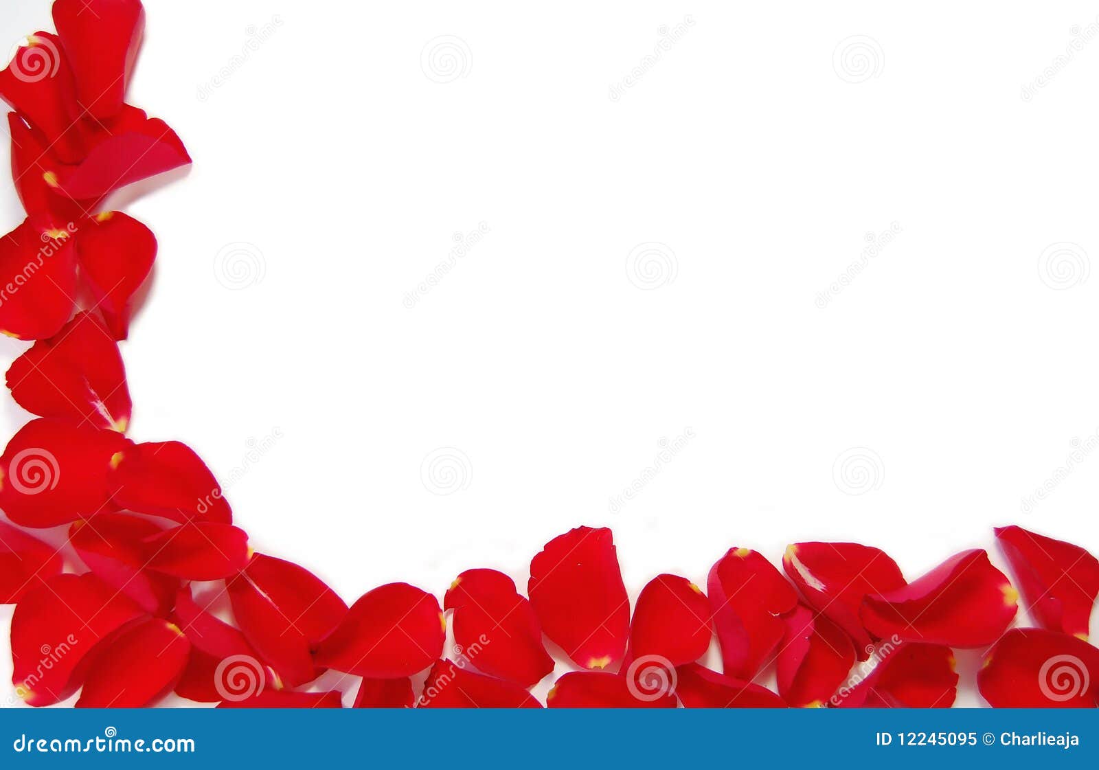 Red Rose Petal Border Stock Image | CartoonDealer.com #12245095
