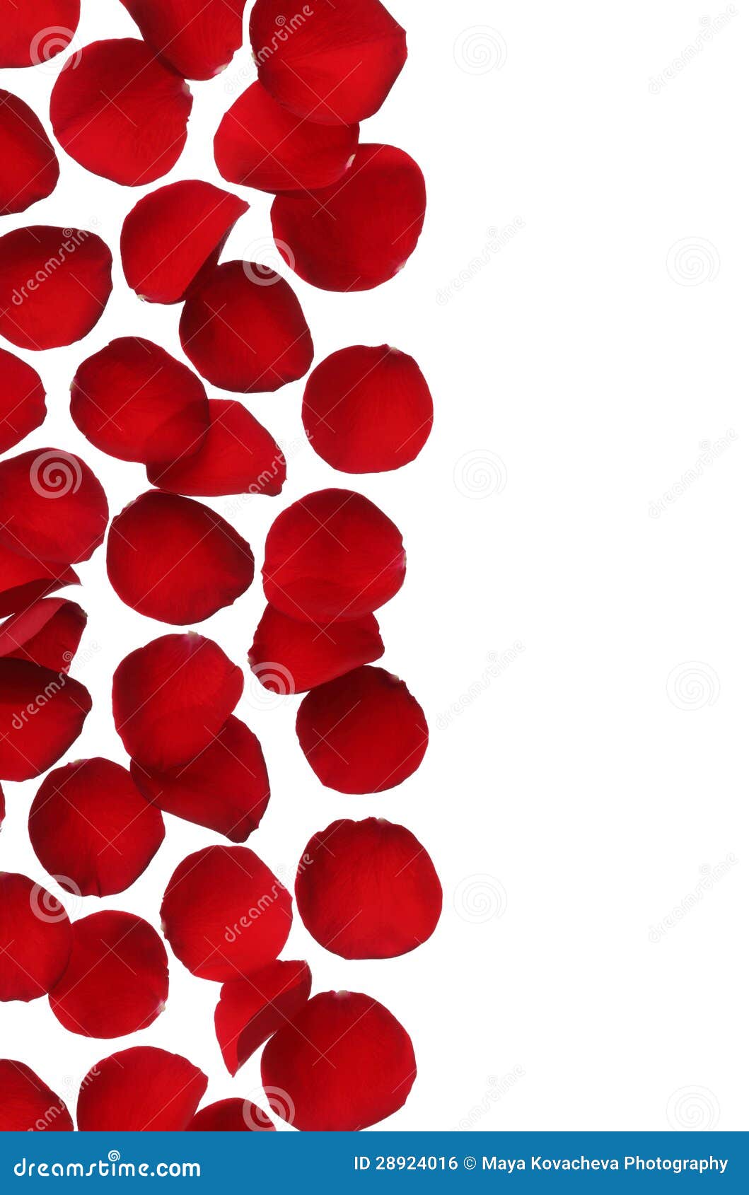 Red Rose Petal Border on White Background Stock Photo - Image of ...
