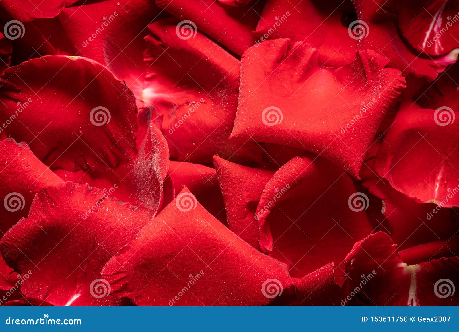 Red rose petal stock photo. Image of event, decoration - 153611750