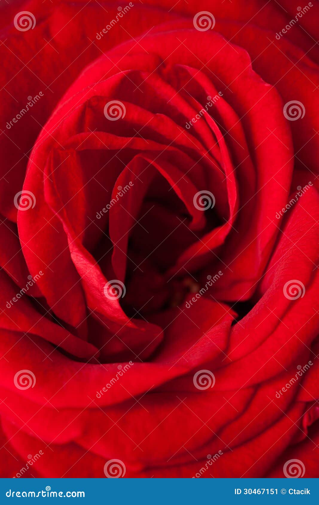 Red rose petal stock image. Image of petal, closeup, dark - 30467151
