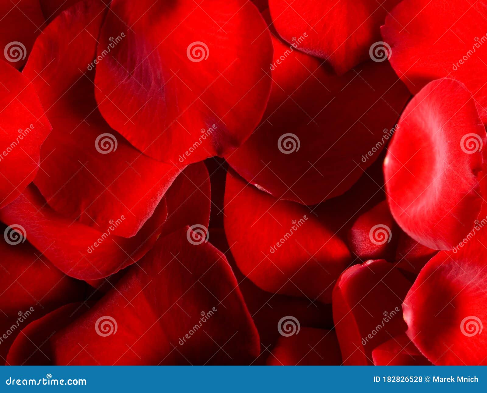 Red rose petal stock photo. Image of flower, studio - 182826528