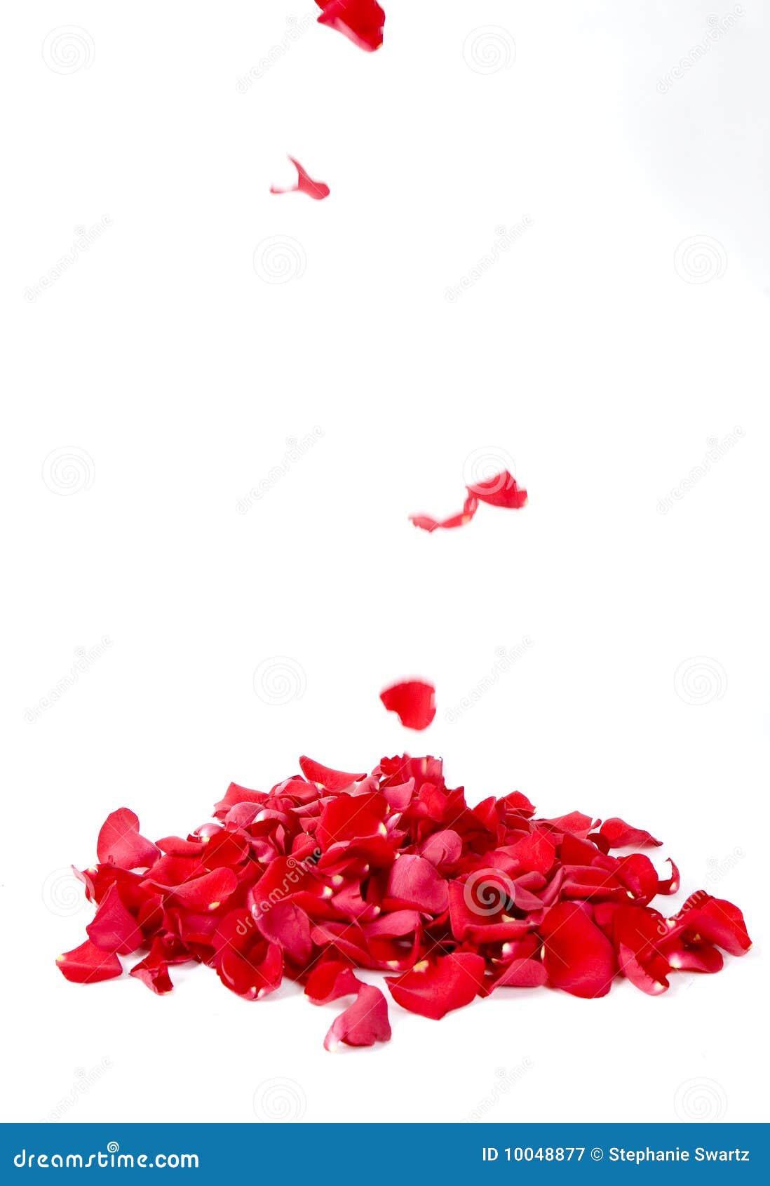 Red rose petals stock image. Image of fragrance, beautiful - 10048877