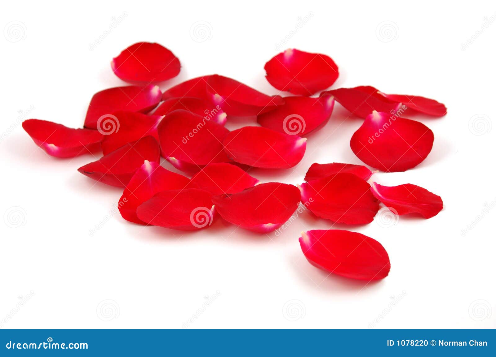 Red rose petals stock photo. Image of white, floral, space - 1078220