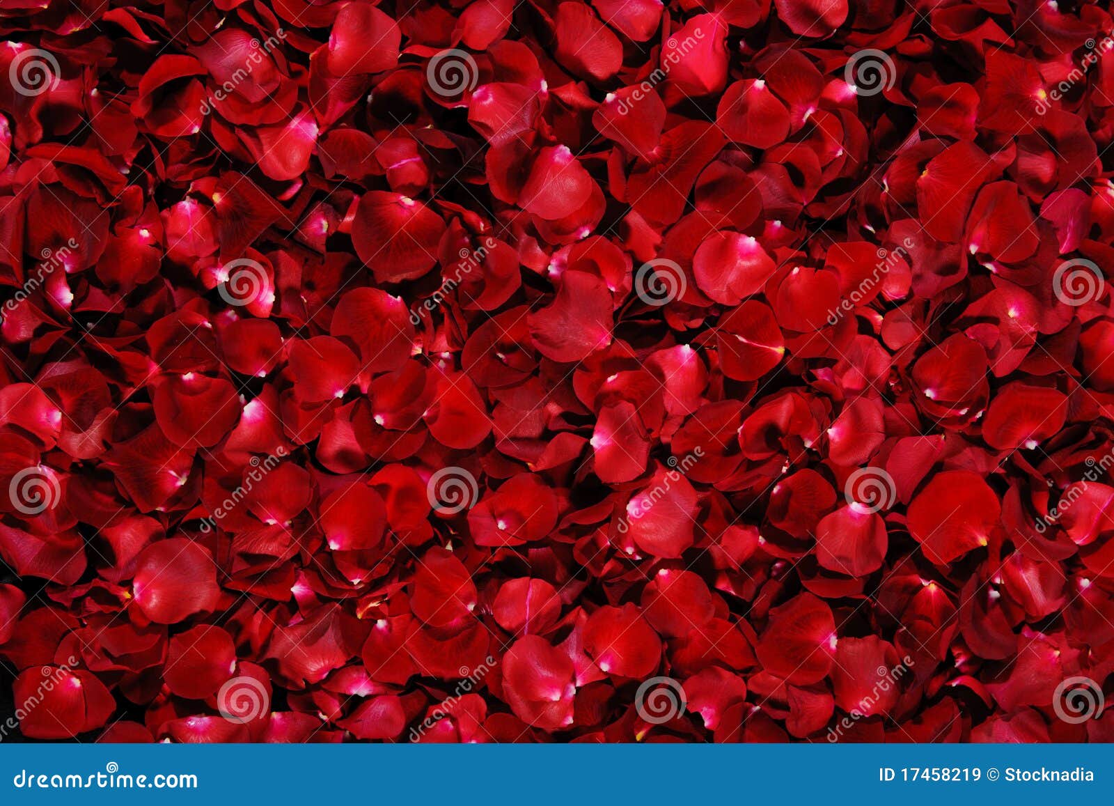 Red rose petals stock image. Image of leaves, organic - 17458219