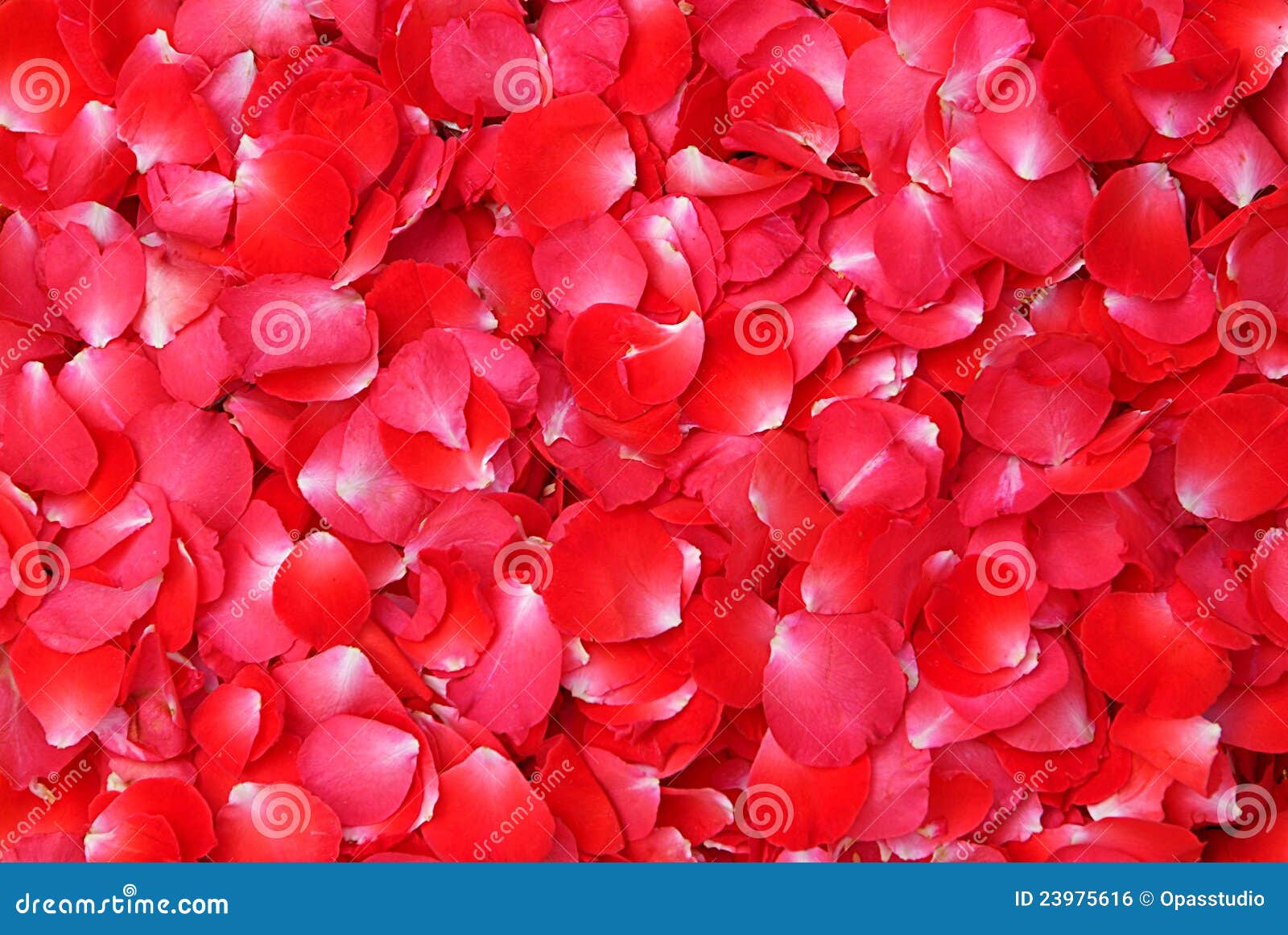 Red rose petals stock photo. Image of celebration, organic - 23975616