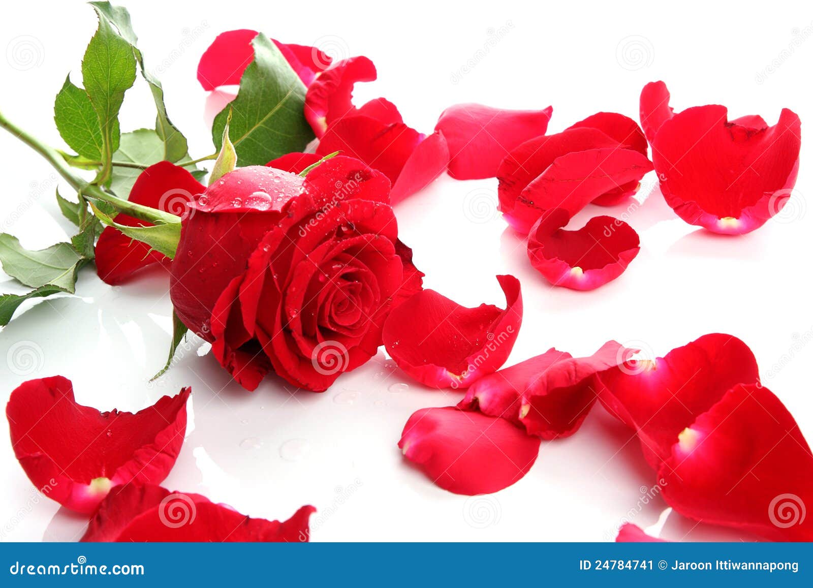 Red Rose & Petals stock image. Image of macro, focus - 24784741