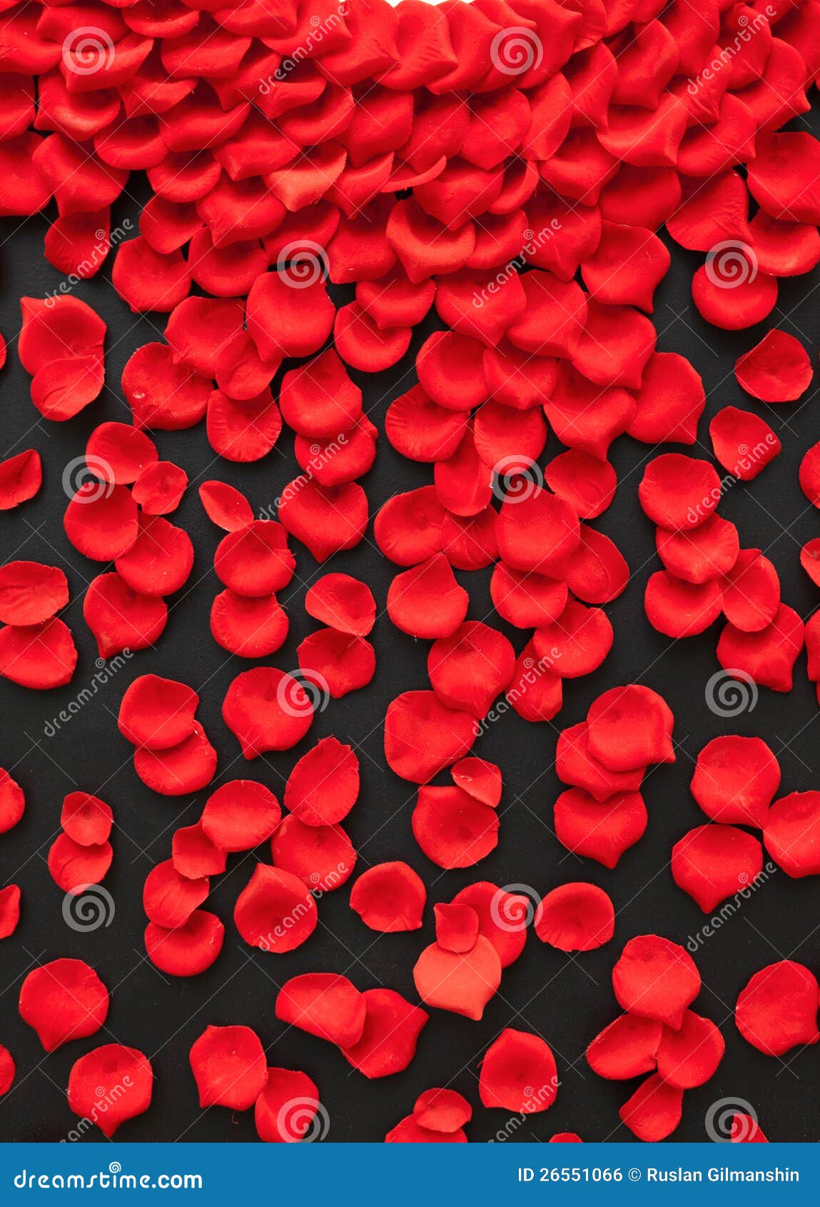 Red rose petals stock photo. Image of color, beautiful - 26551066