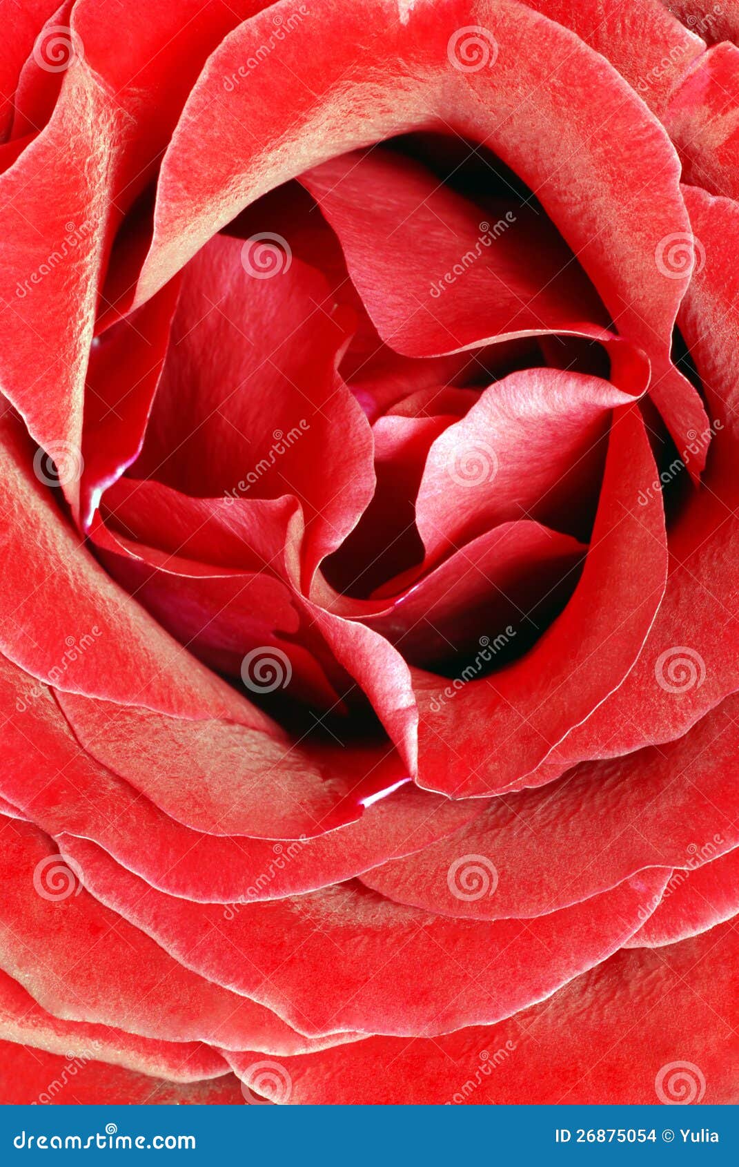Red rose petals stock photo. Image of blooming, love - 26875054