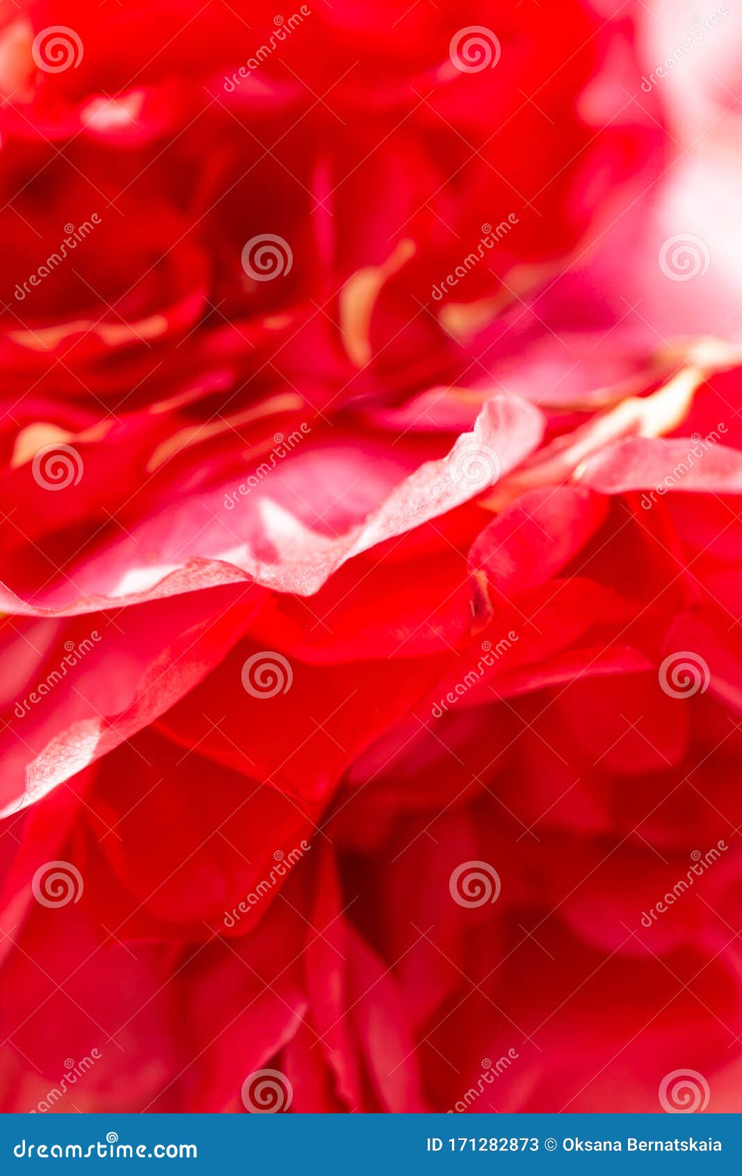 Red Rose Petals As Background Stock Image - Image of texture, garden ...