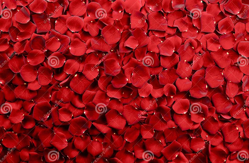 Red Rose Petals Background stock image. Image of natural - 29230071