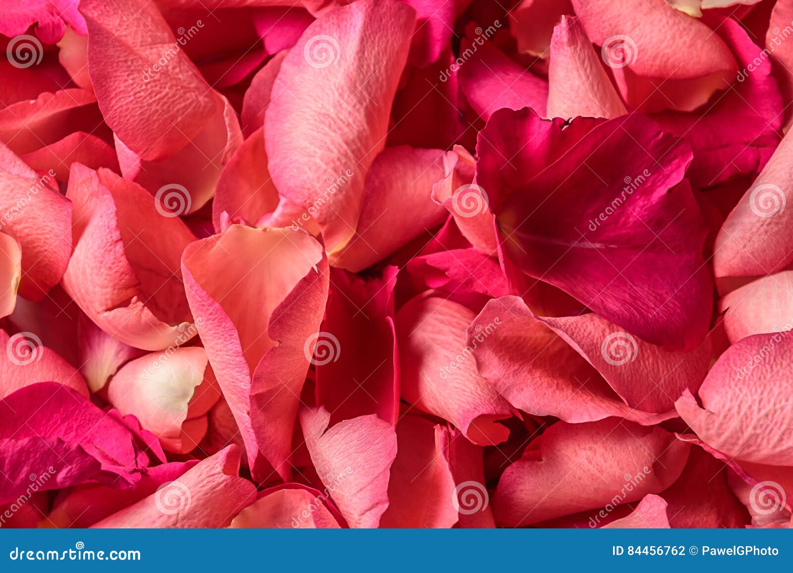 Red rose petals background stock photo. Image of flower - 84456762