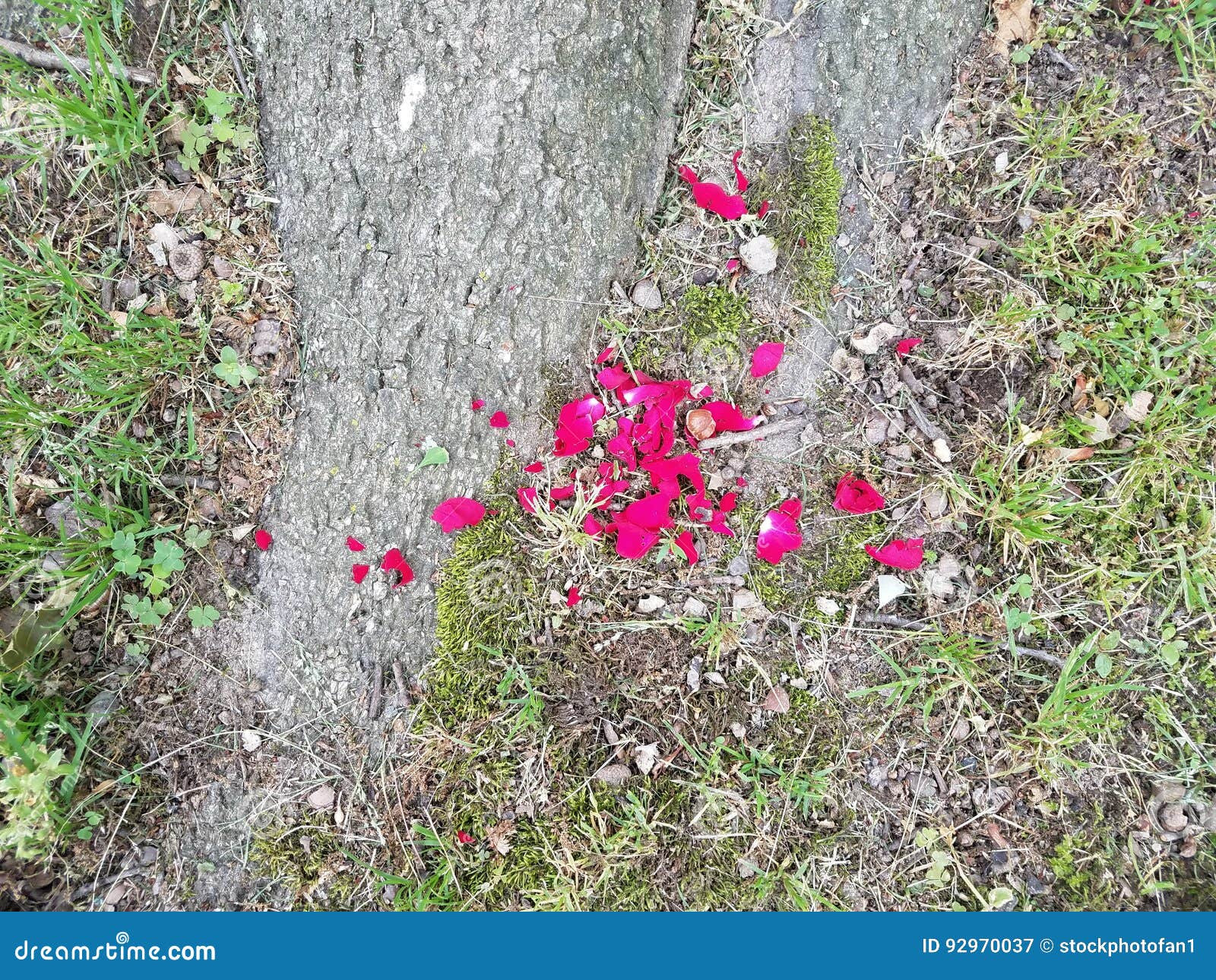 Red Rose Petals at Base of Tree Stock Image - Image of flowers, tree ...
