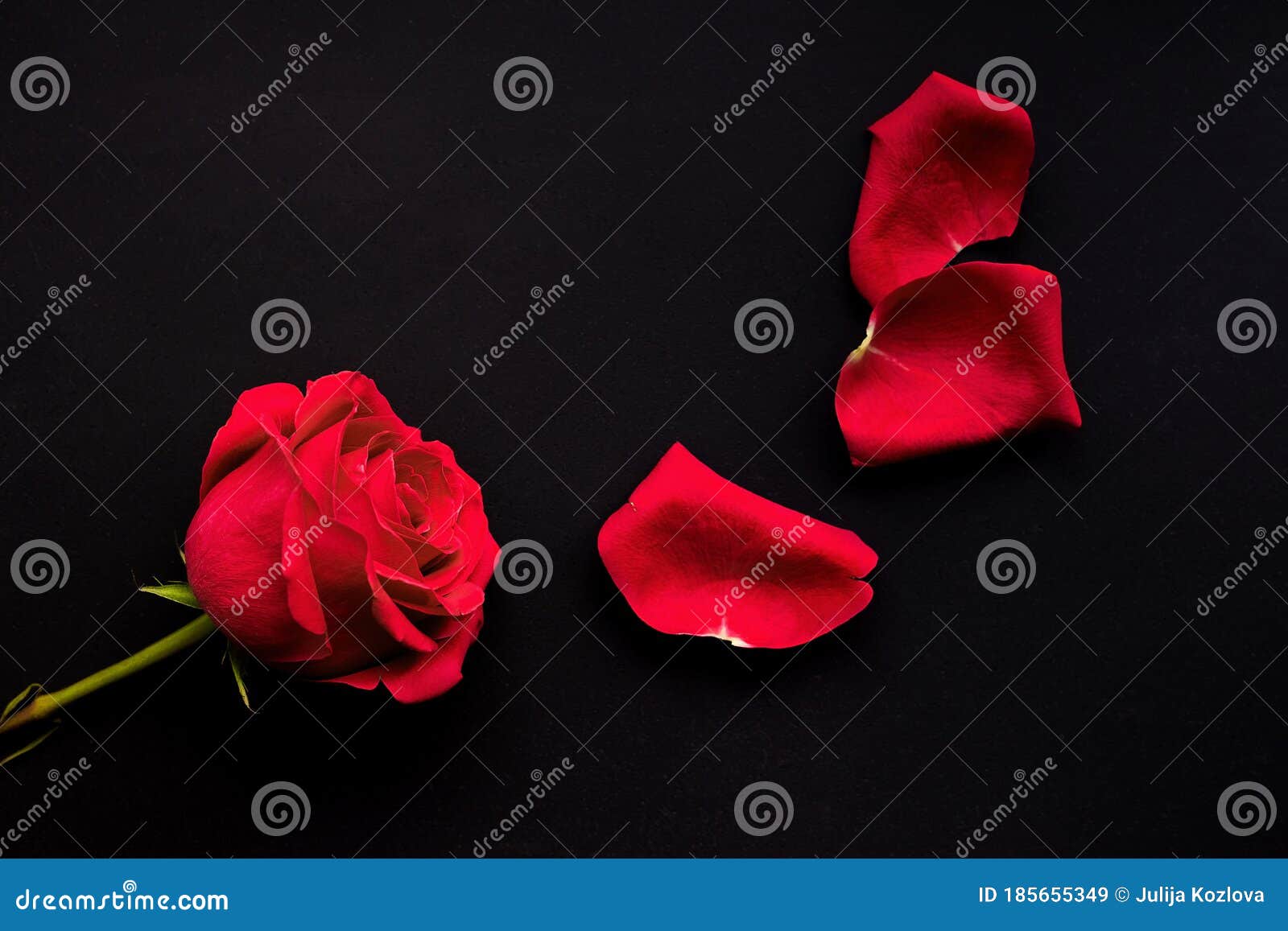 Red Rose and Petals on a Black Background Stock Image - Image of retro ...
