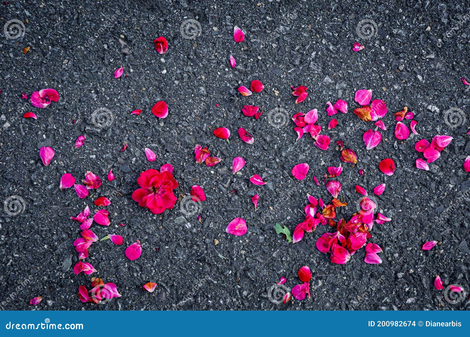 Red Rose Petals on Concrete Road Surface Stock Photo - Image of ...