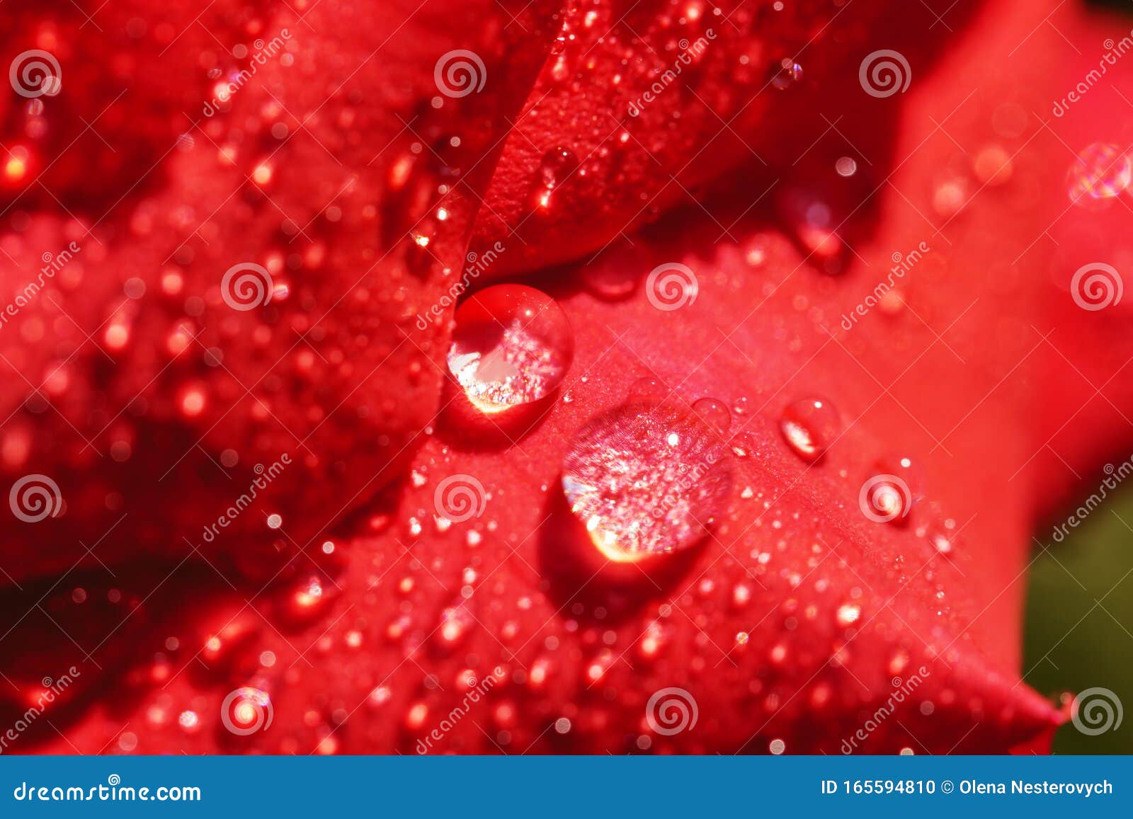 Red Rose Petals with Dew Drops, Close Up, Soft Focus Stock Photo ...