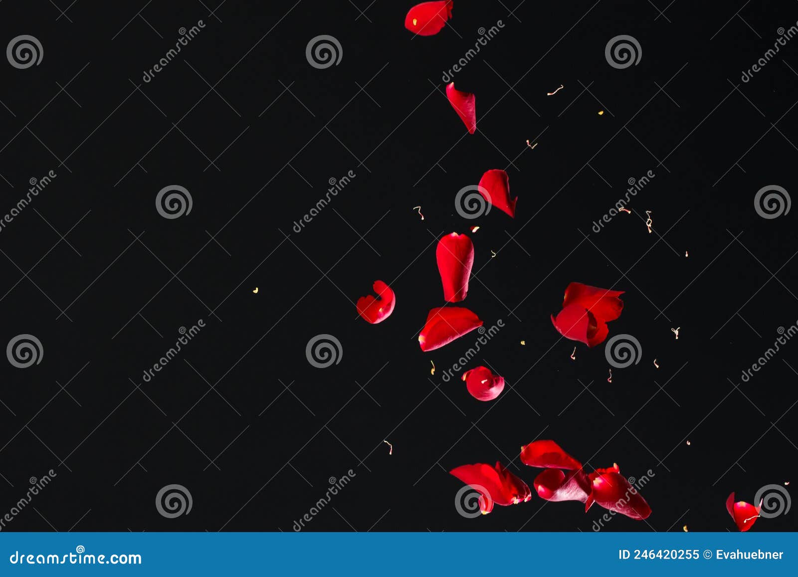 Red Rose Petals Falling in Front of Black Background Stock Image ...