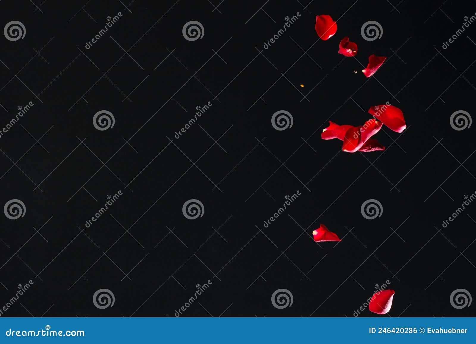 Red Rose Petals Falling in Front of Black Background Stock Photo ...