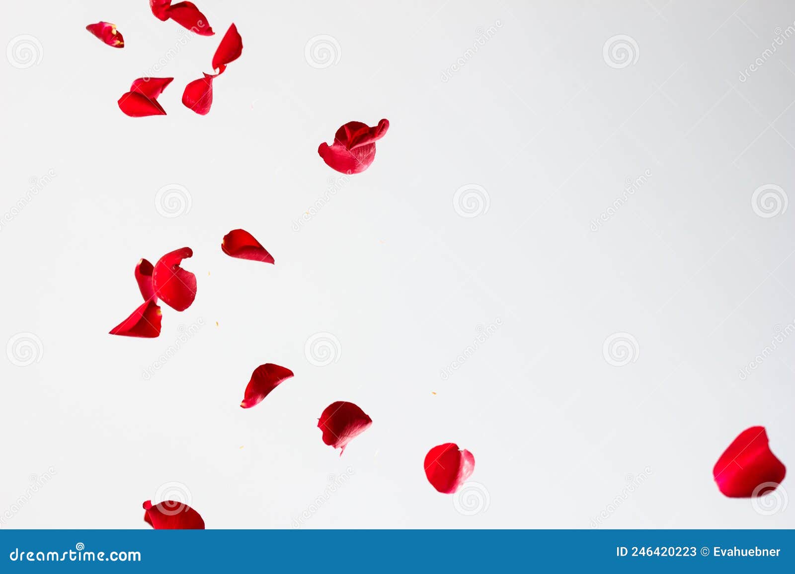 Red Rose Petals Falling in Front of White Background Stock Image ...