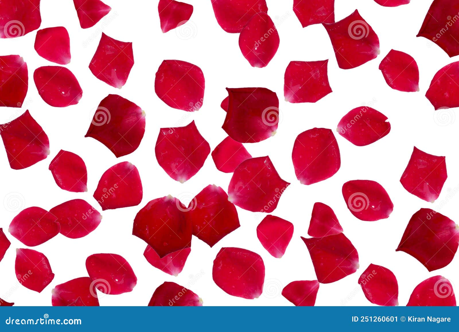 Red rose petals stock image. Image of aroma, closeup - 251260601