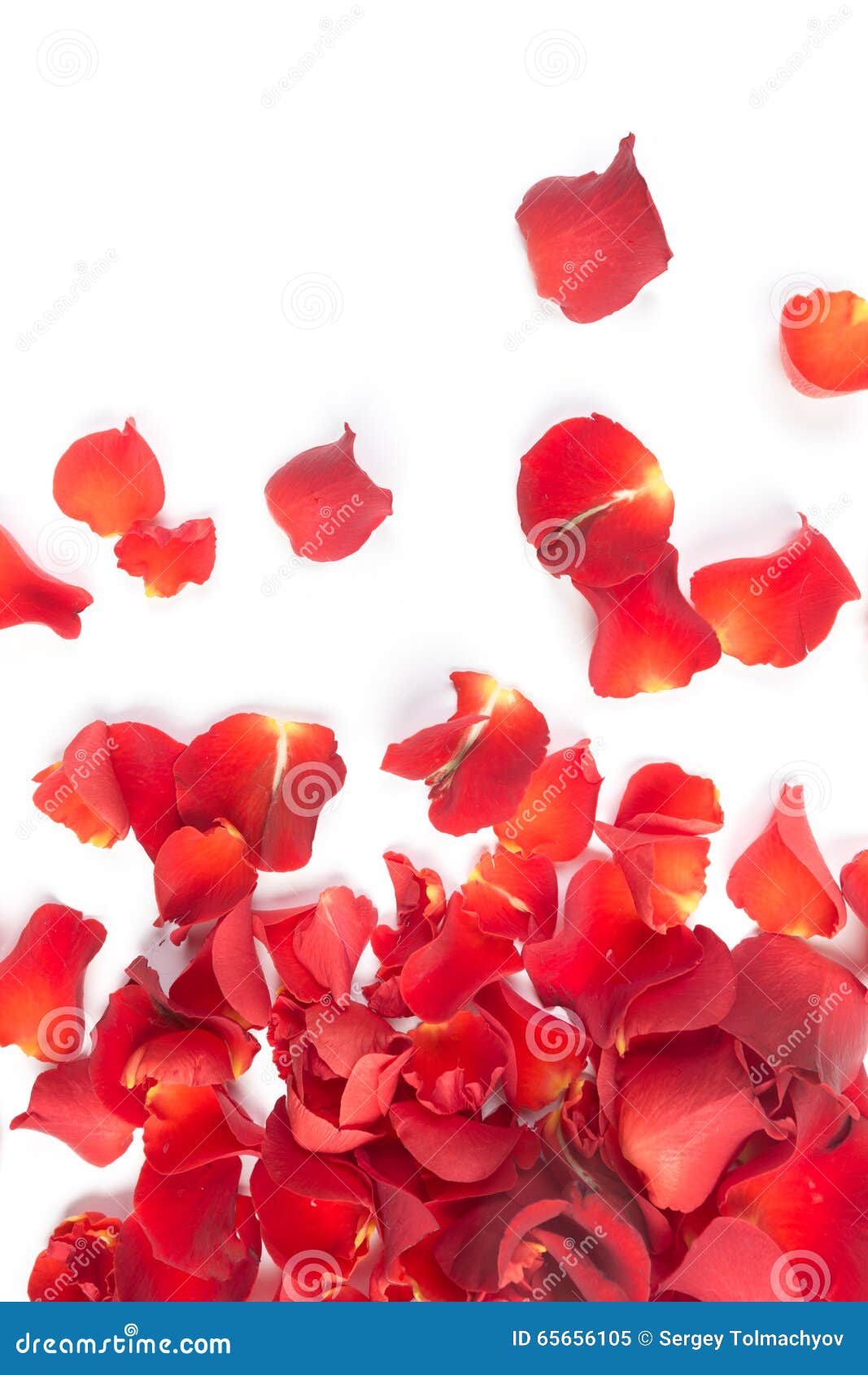 Red rose petals stock image. Image of decorative, event - 65656105