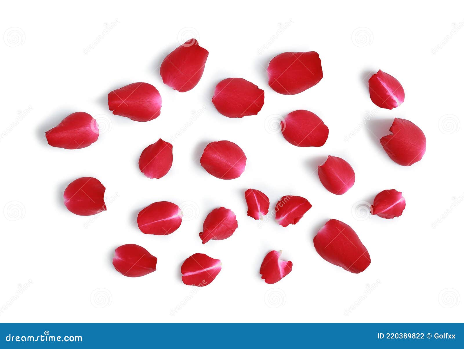 Red Rose Petals Isolated on White Background - Clipping Path Stock ...