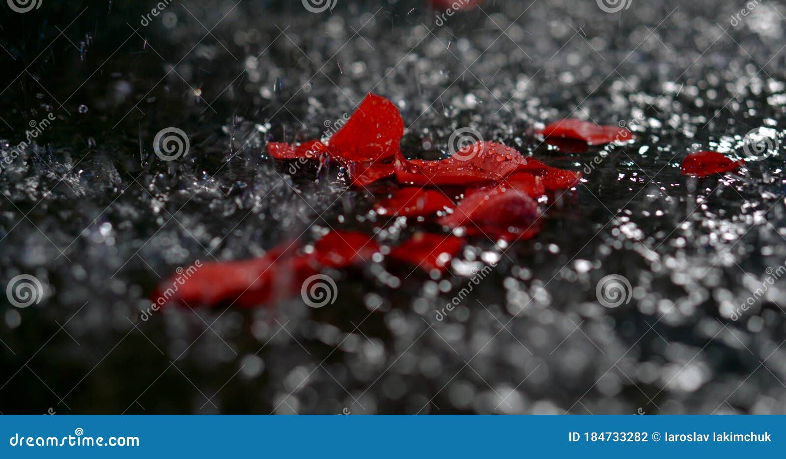 Red Rose Petals Lie Alone in a Puddle in the Pouring Rain Stock Photo ...