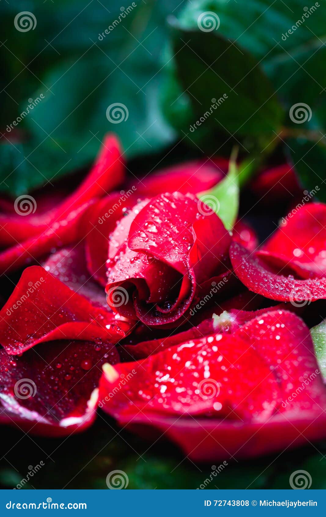 Red Rose on Petals, Low Key on Black Stock Photo - Image of fresh ...