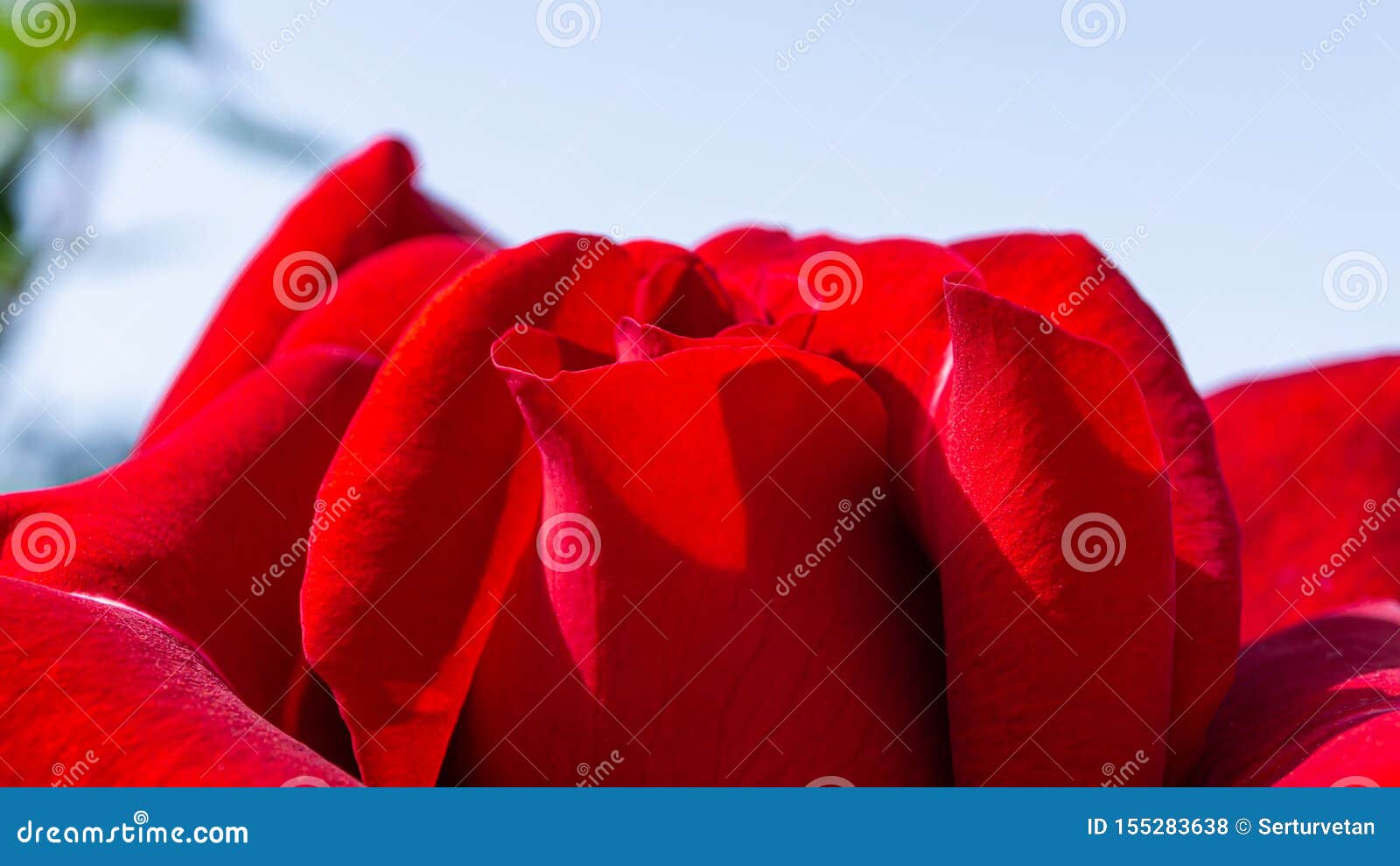 Red Rose Petals. Macro and Close Up Flower Stock Photo - Image of ...