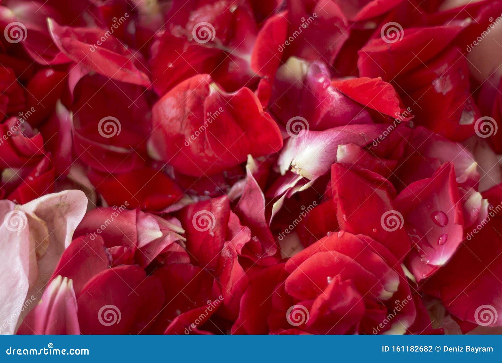 Red rose petals stock photo. Image of group, objects - 161182682