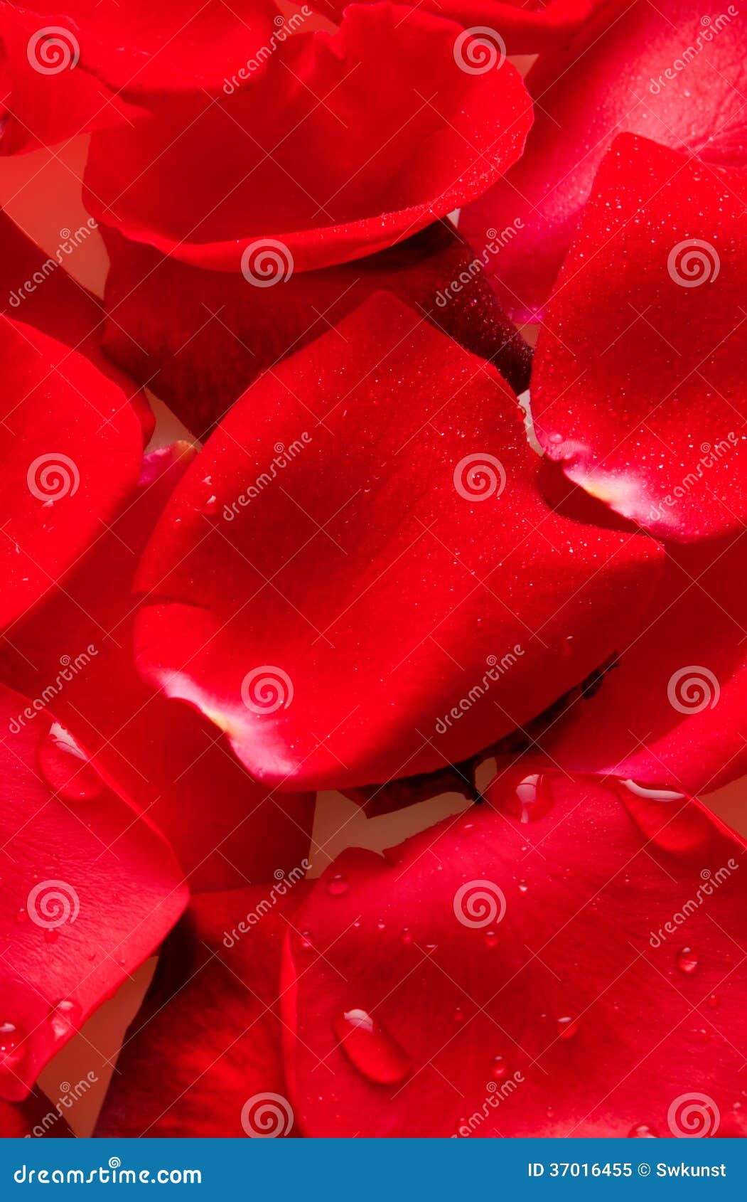 Red rose petals. stock image. Image of color, nature - 37016455