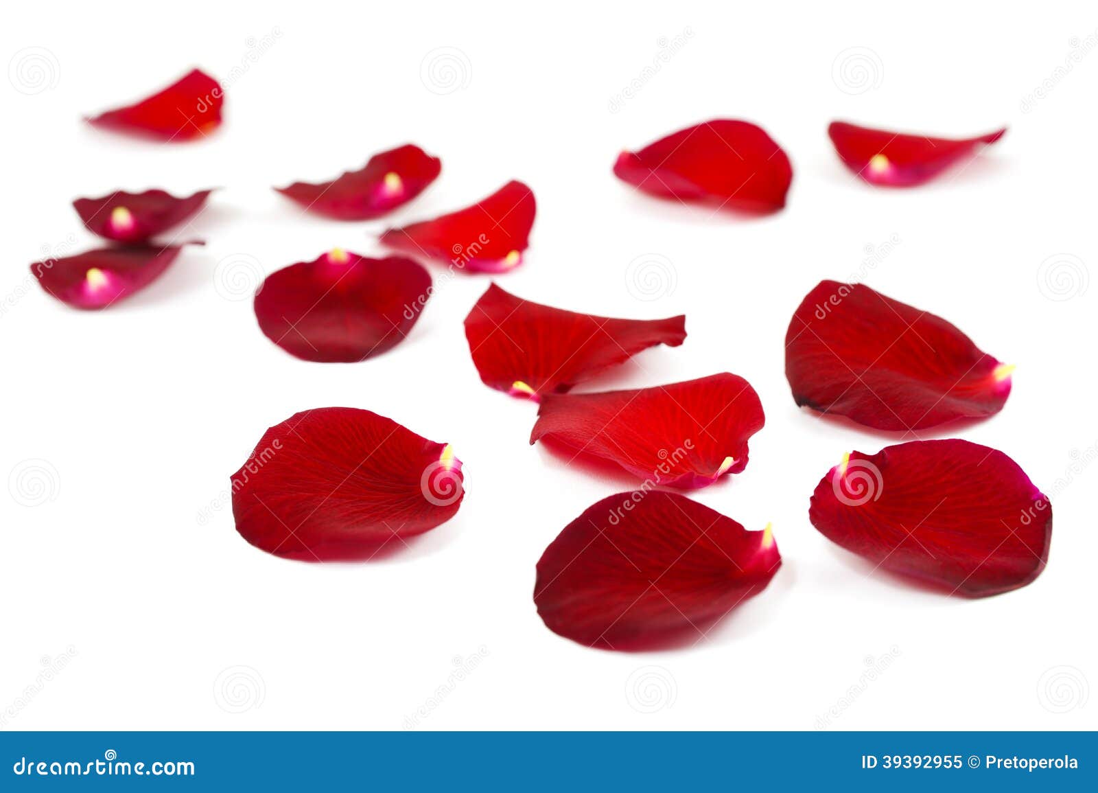 Red rose petals stock image. Image of elegance, color - 39392955