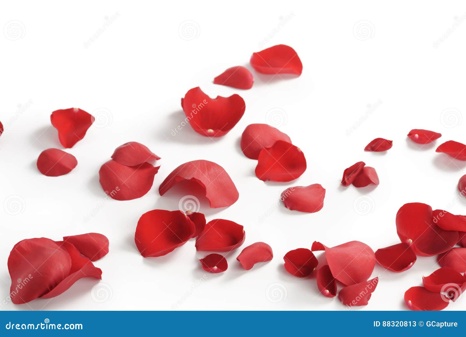 Scattered Rose Petals White Background Stock Photos - Download 1,078 ...