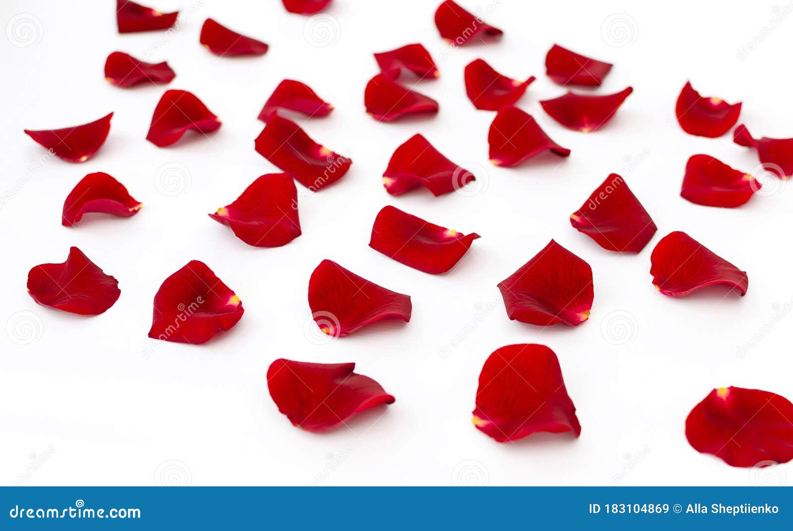 Red Rose Petals on a White Background, Beautiful Background Stock Image ...