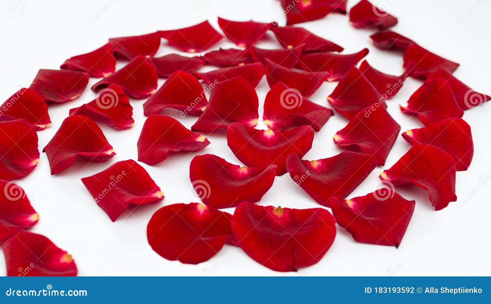 Red Rose Petals on a White Background, Beautiful Background Stock Photo ...