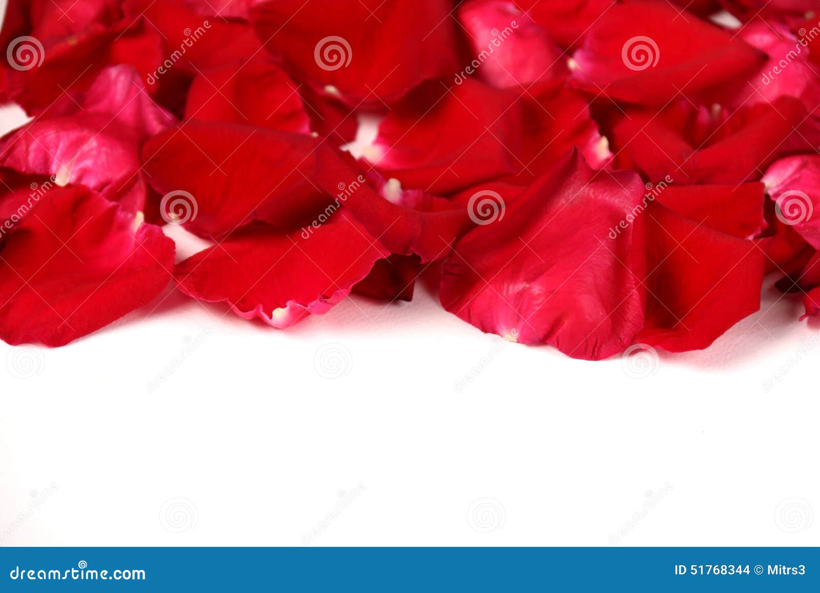 Red Rose Petals on a White Background Stock Photo - Image of closeup ...