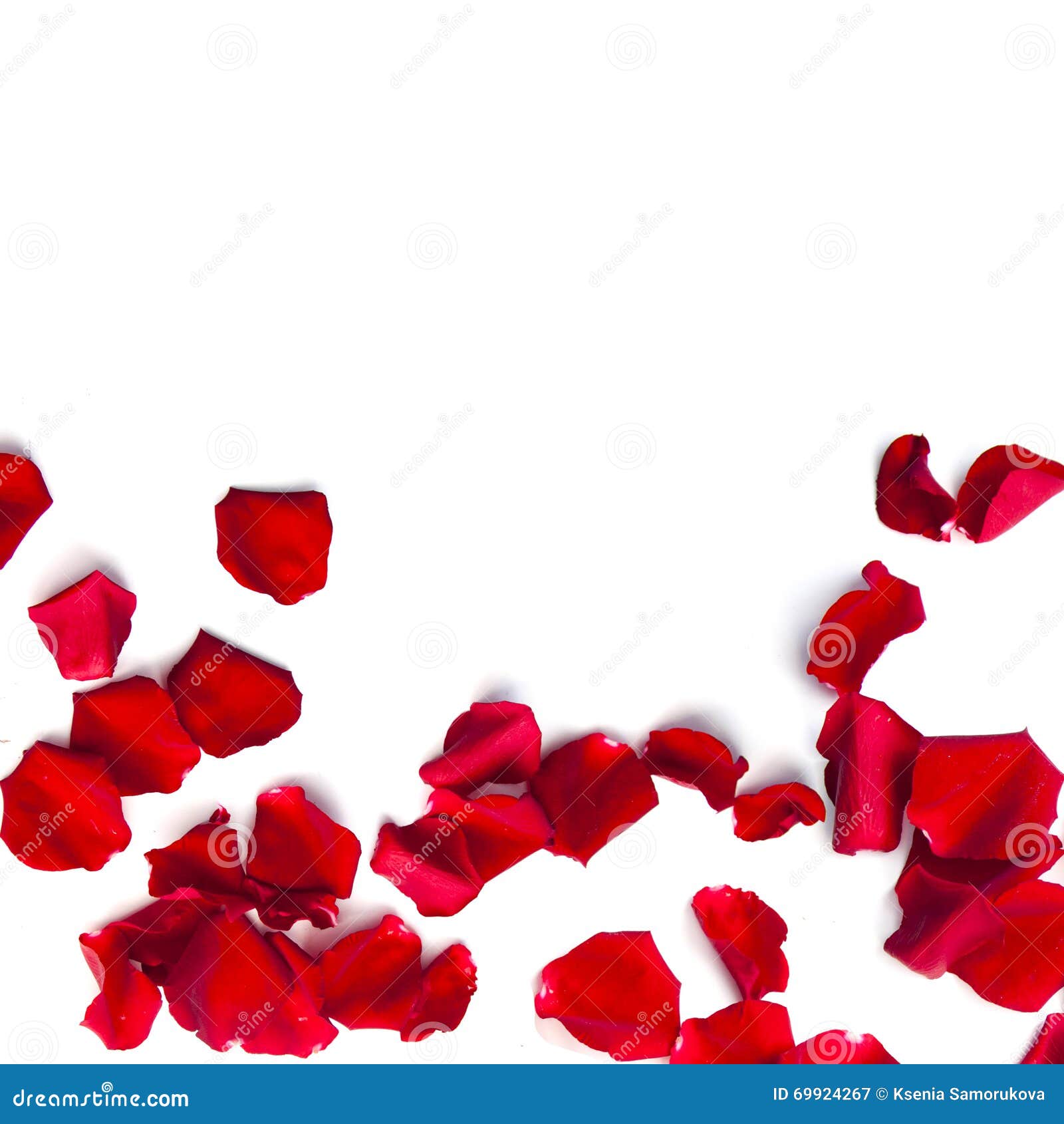 Red Rose Petals on White Background Stock Image - Image of flower ...