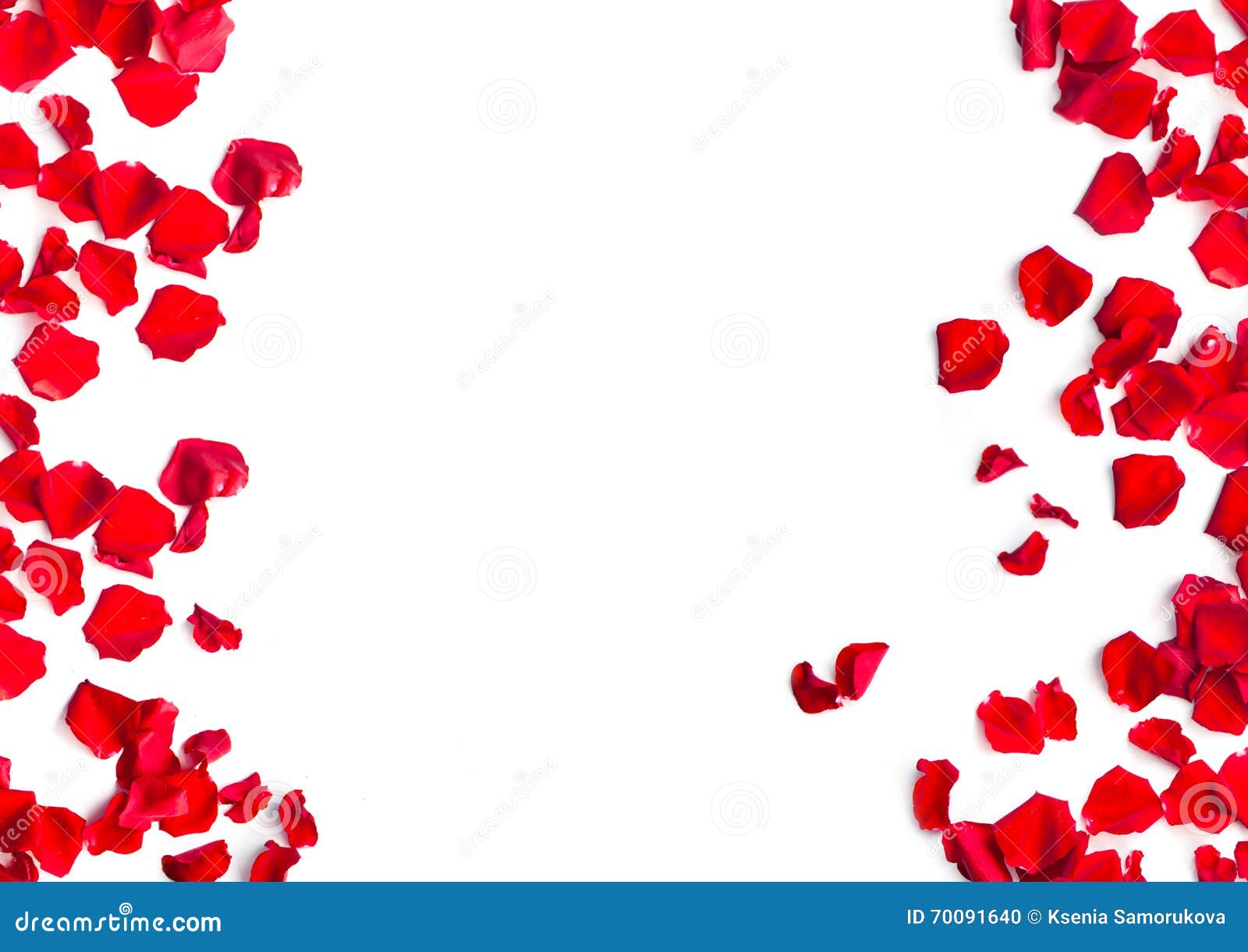 Red Rose Petals on White Background Stock Photo - Image of romantic ...
