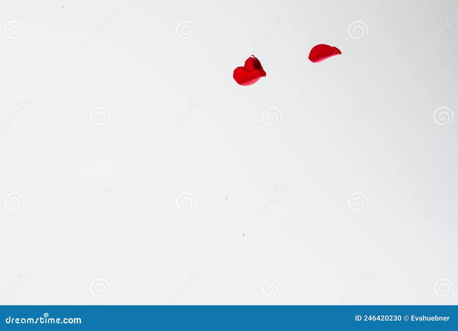 Red Rose Petals and White Background Stock Photo - Image of dynamic ...