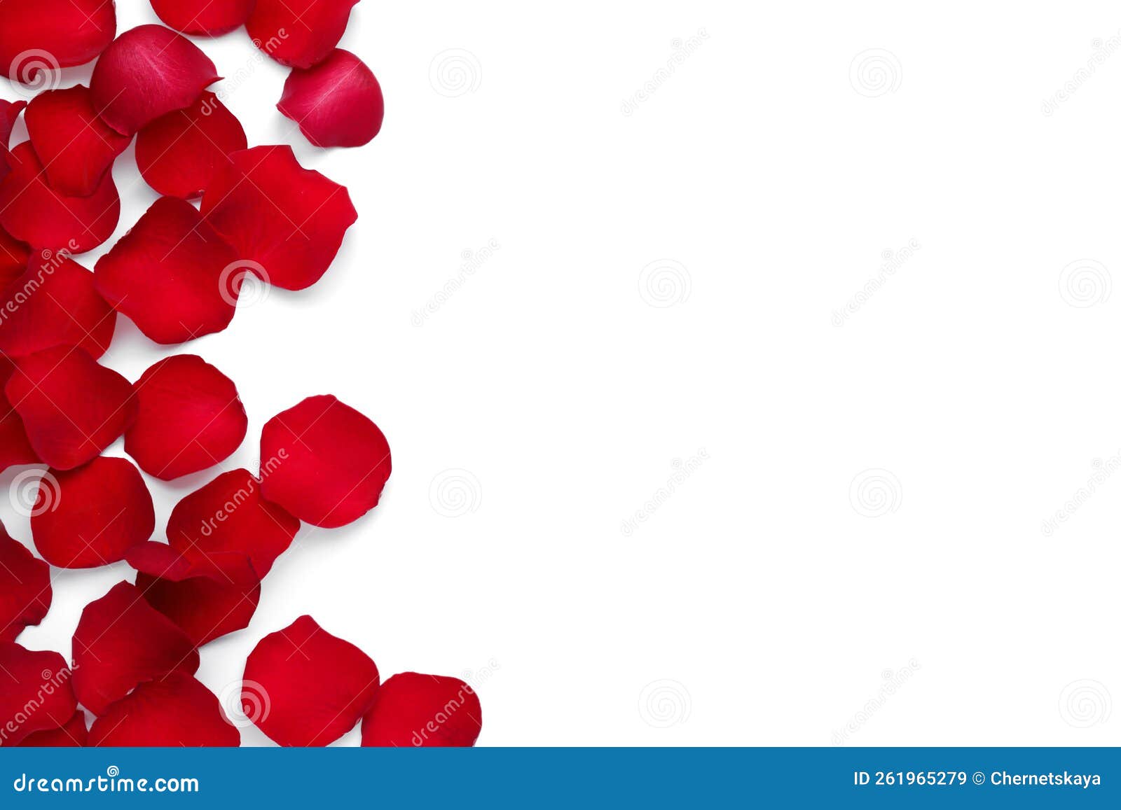 Red Rose Petals on White Background, Top View Stock Image - Image of ...