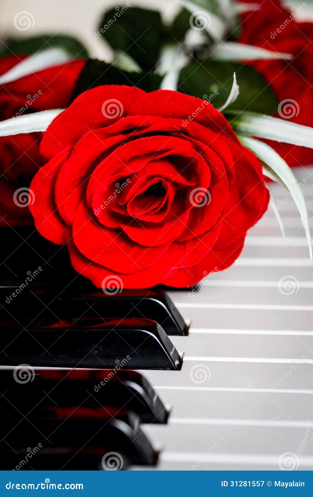 Red rose on a piano stock image. Image of piano, instrument - 31281557