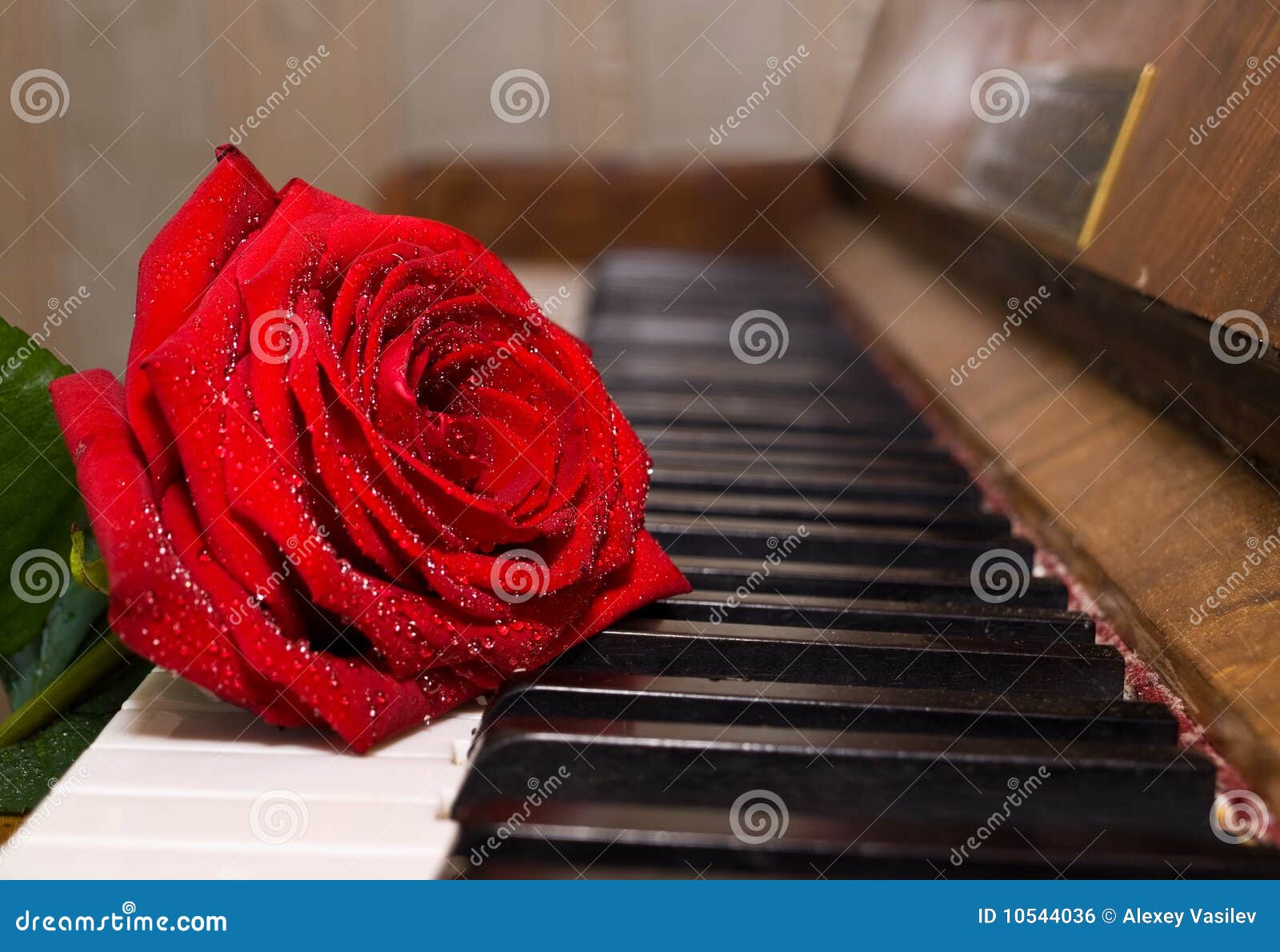 Red rose on piano keys stock photo. Image of romantic - 10544036