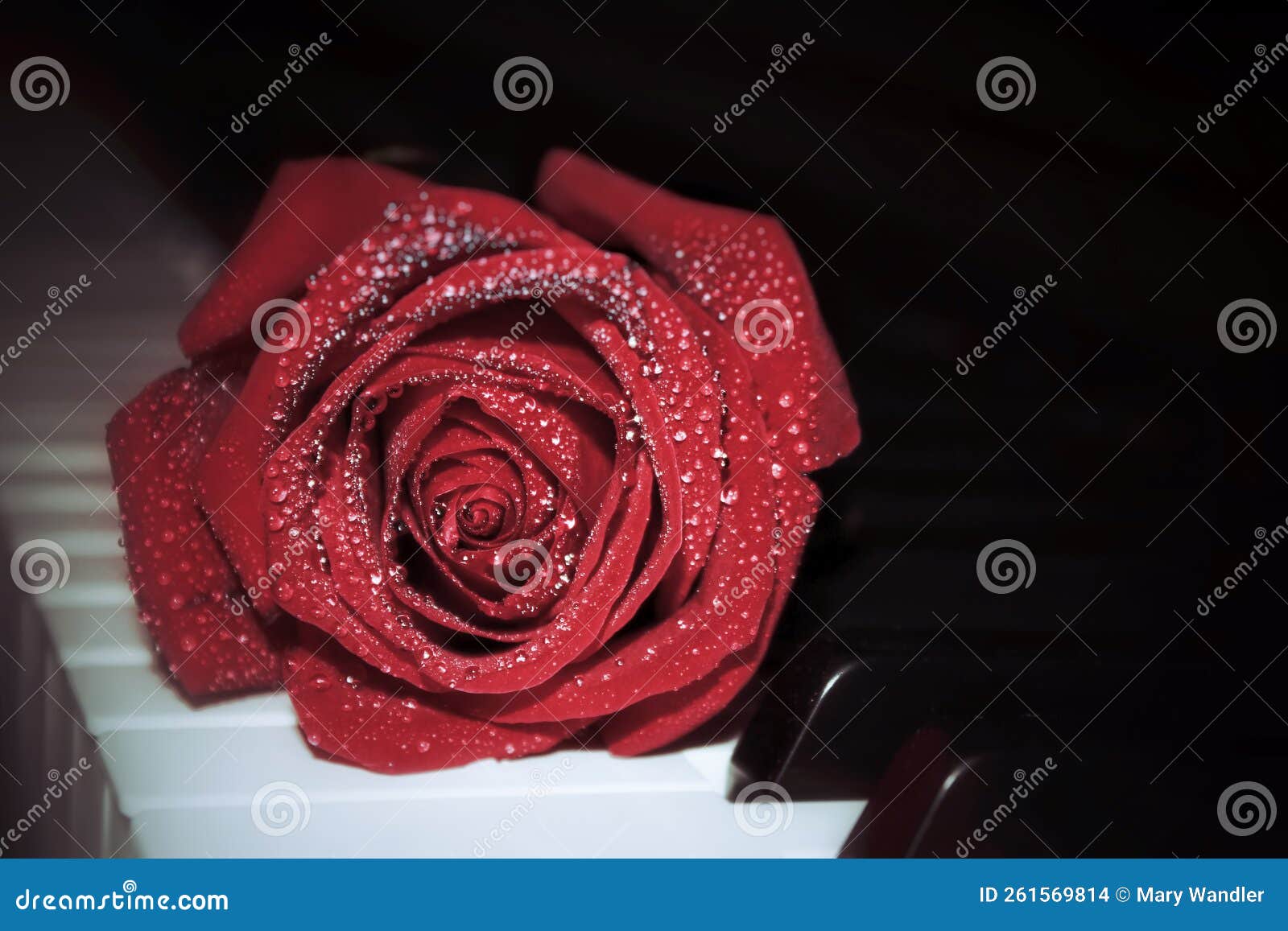 Red Rose on Piano Keys stock photo. Image of pianist - 261569814