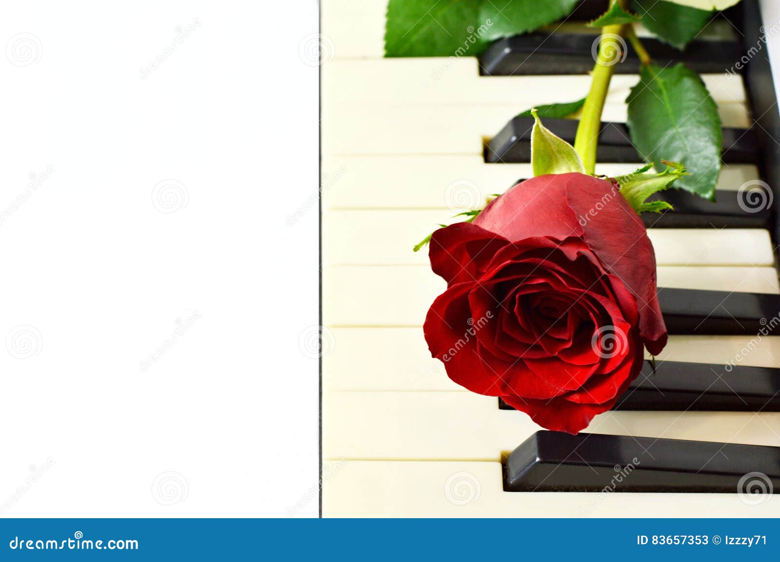 Red rose and piano keys stock image. Image of single - 83657353