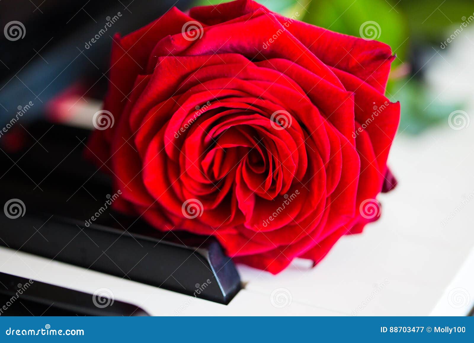 Red Rose on the piano stock image. Image of beauty, gift - 88703477