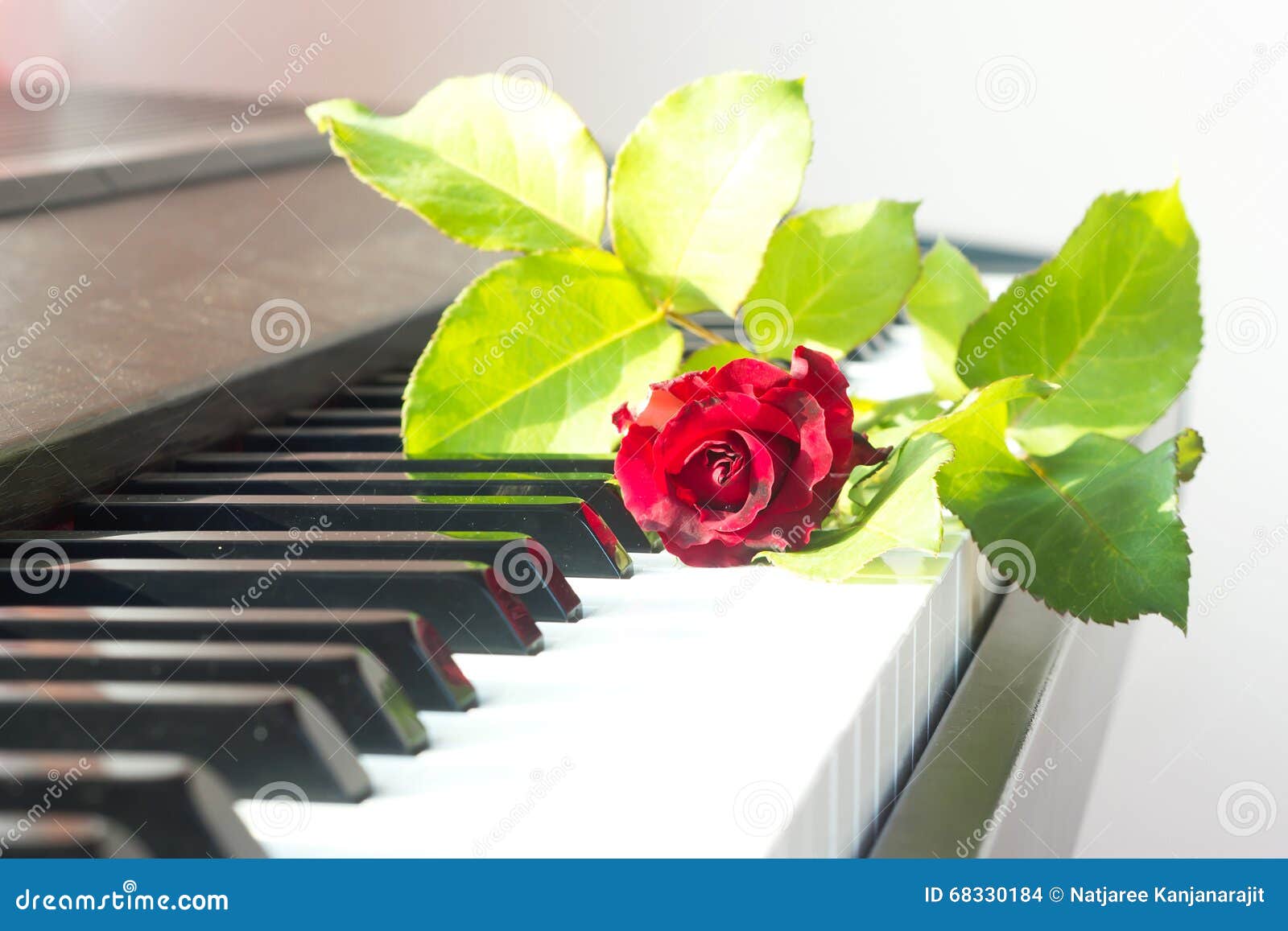 Red rose on piano. stock photo. Image of macro, musical - 68330184