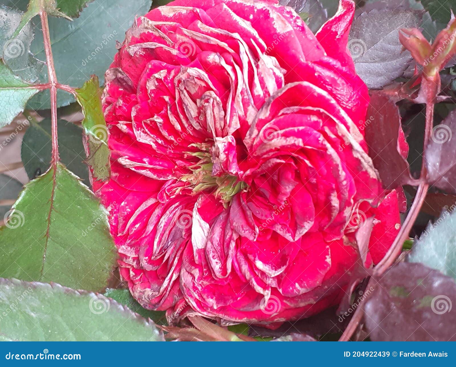Red Rose Picture Also Know French Rose& X27;s. Stock Image - Image of ...
