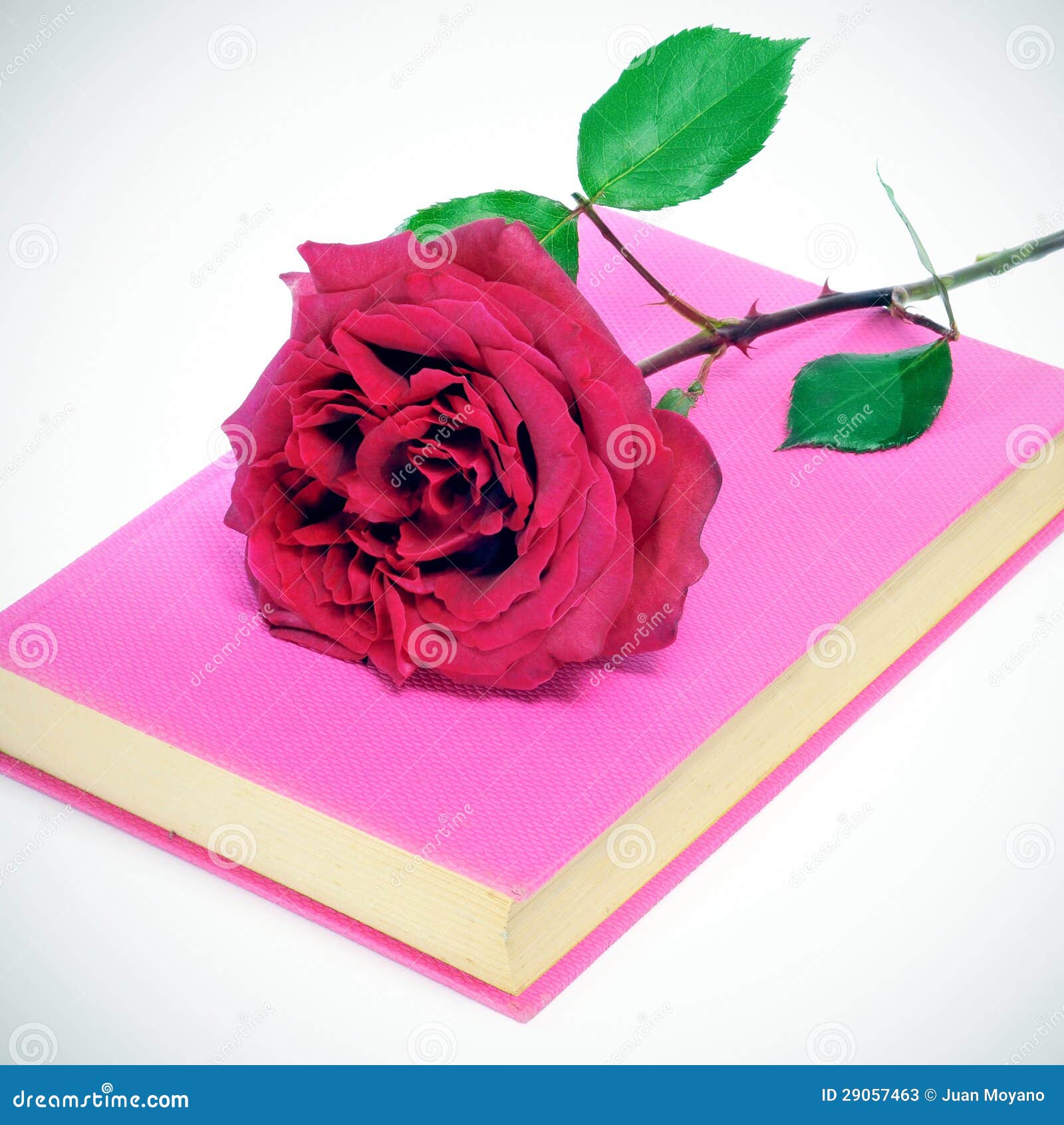 Red rose and a pink book stock image. Image of cultural - 29057463