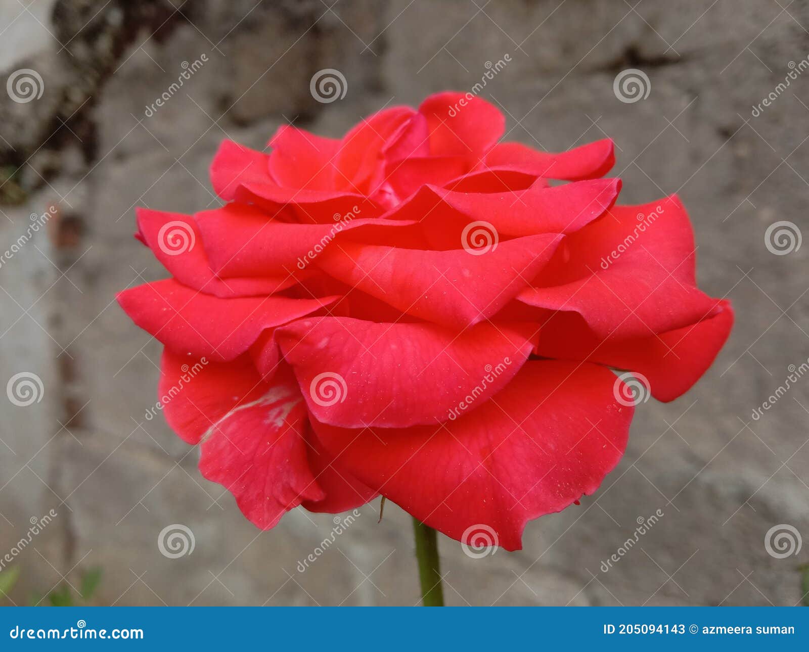 Red rose stock image. Image of rose, flower, pink, beautiful - 205094143