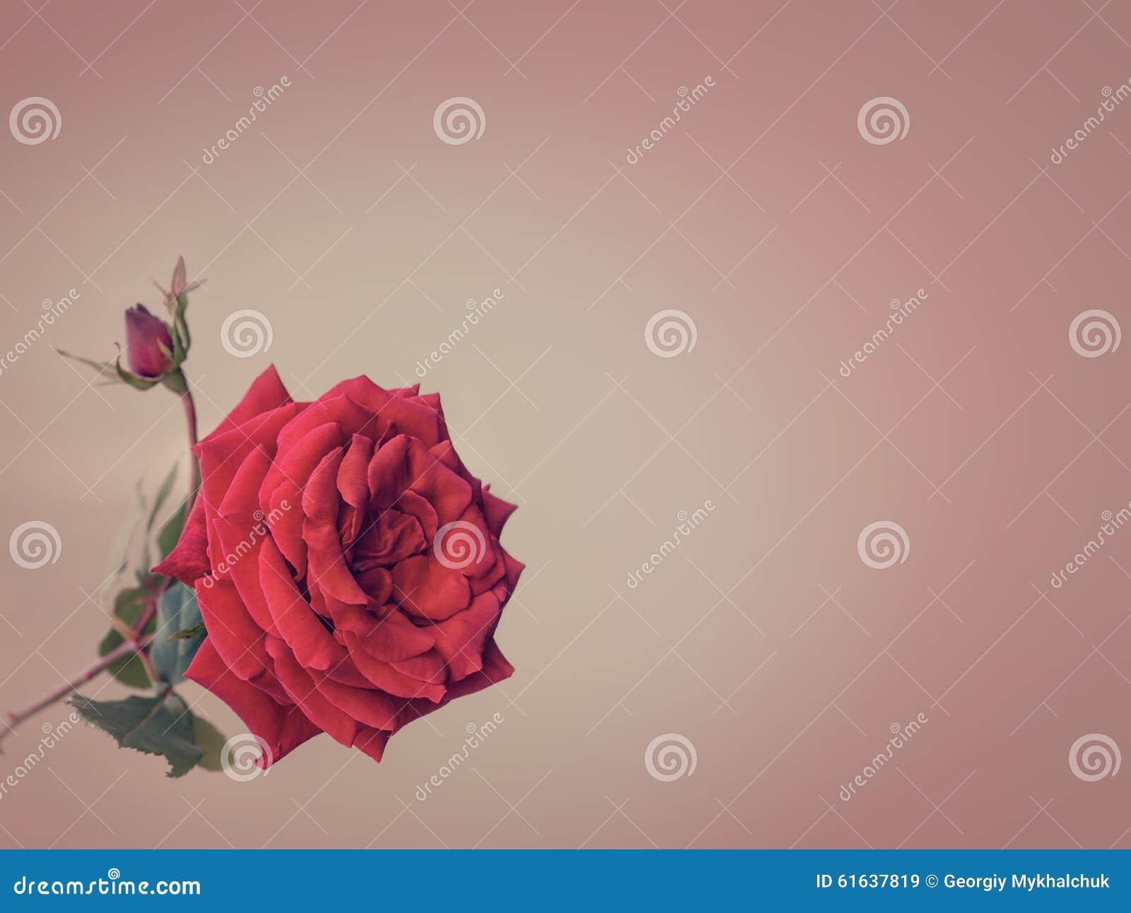 Red Rose on a Plain Background Stock Image - Image of colors ...