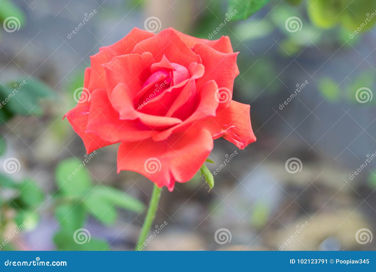 Red rose plant stock image. Image of petal, flora, beautiful - 102123791